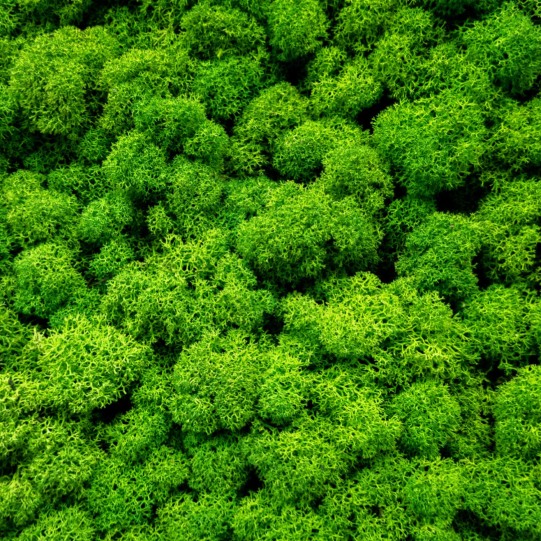 Moss – Creative Nature